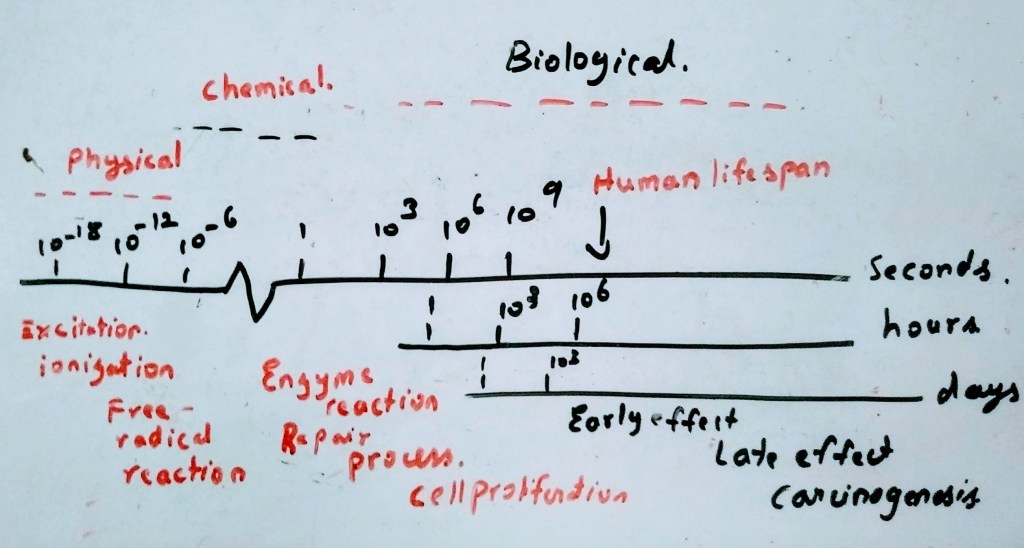 The time scale of effects in radiobiology 🧫 – Medical Physics Blog